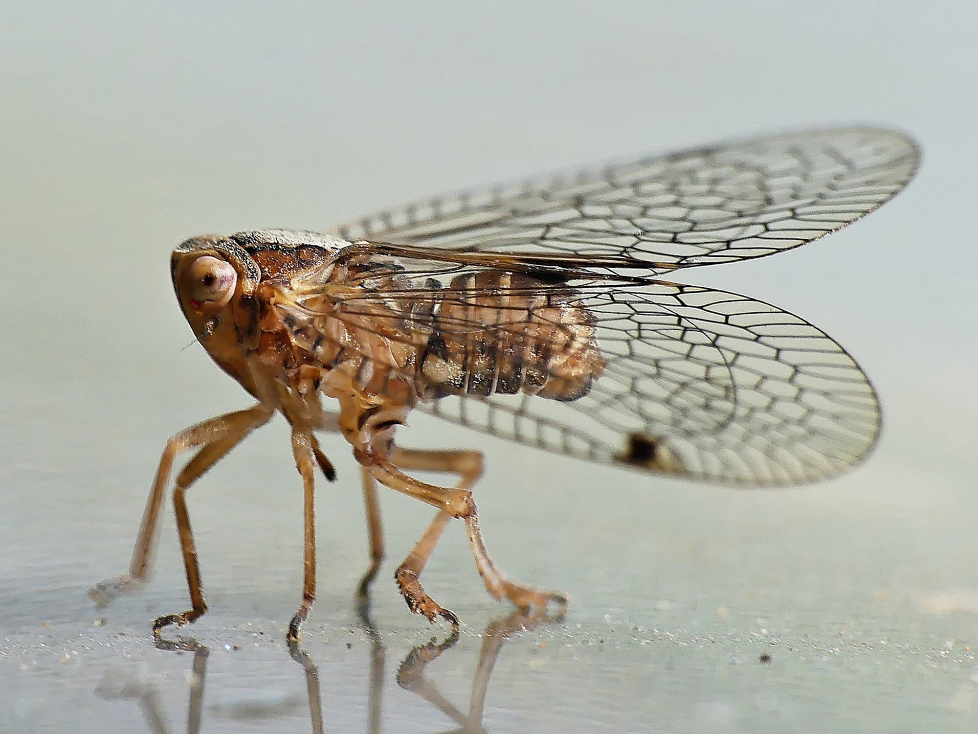 Salona panorpaepennis – Ausemade