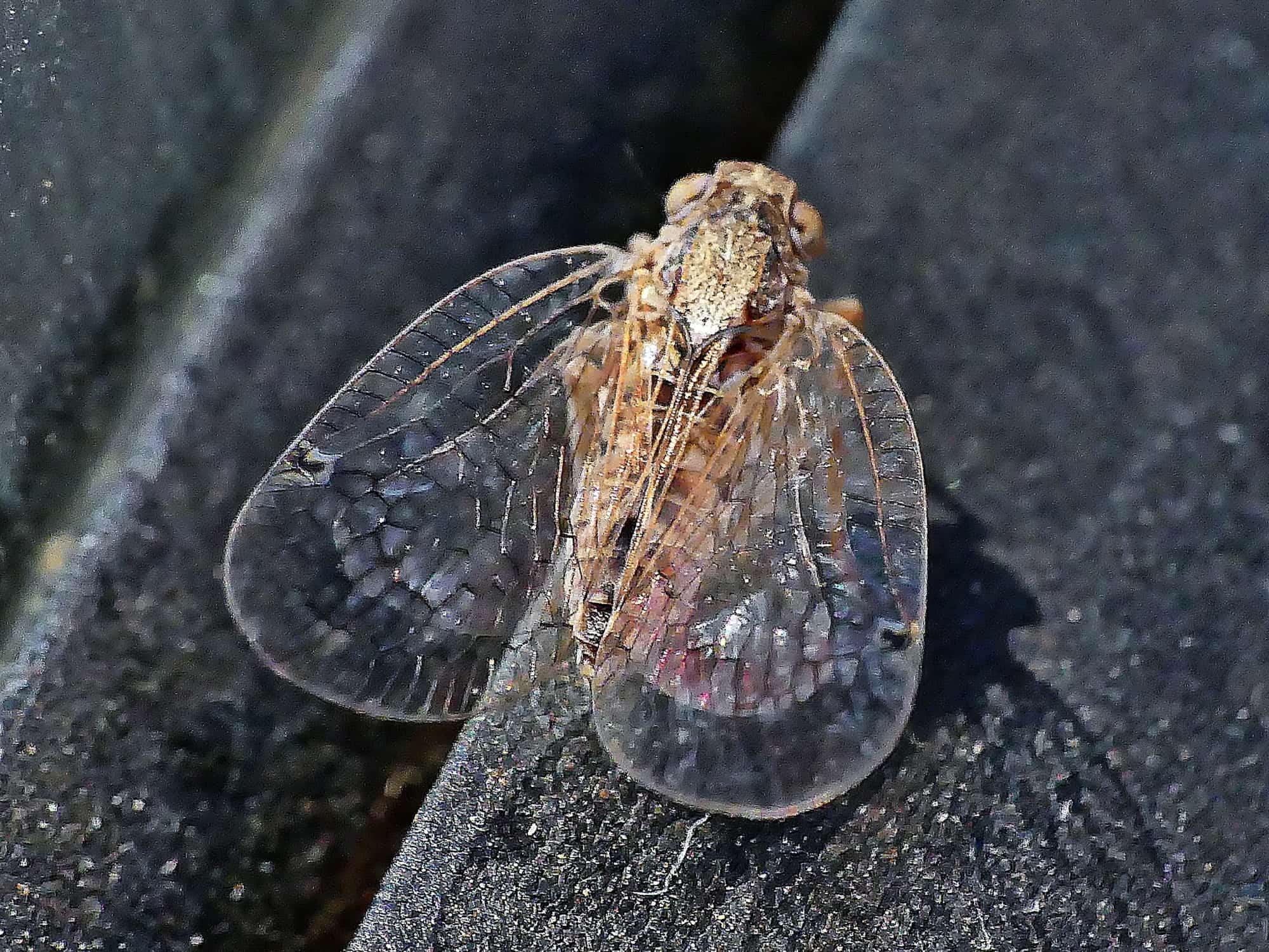 Salona panorpaepennis – Ausemade