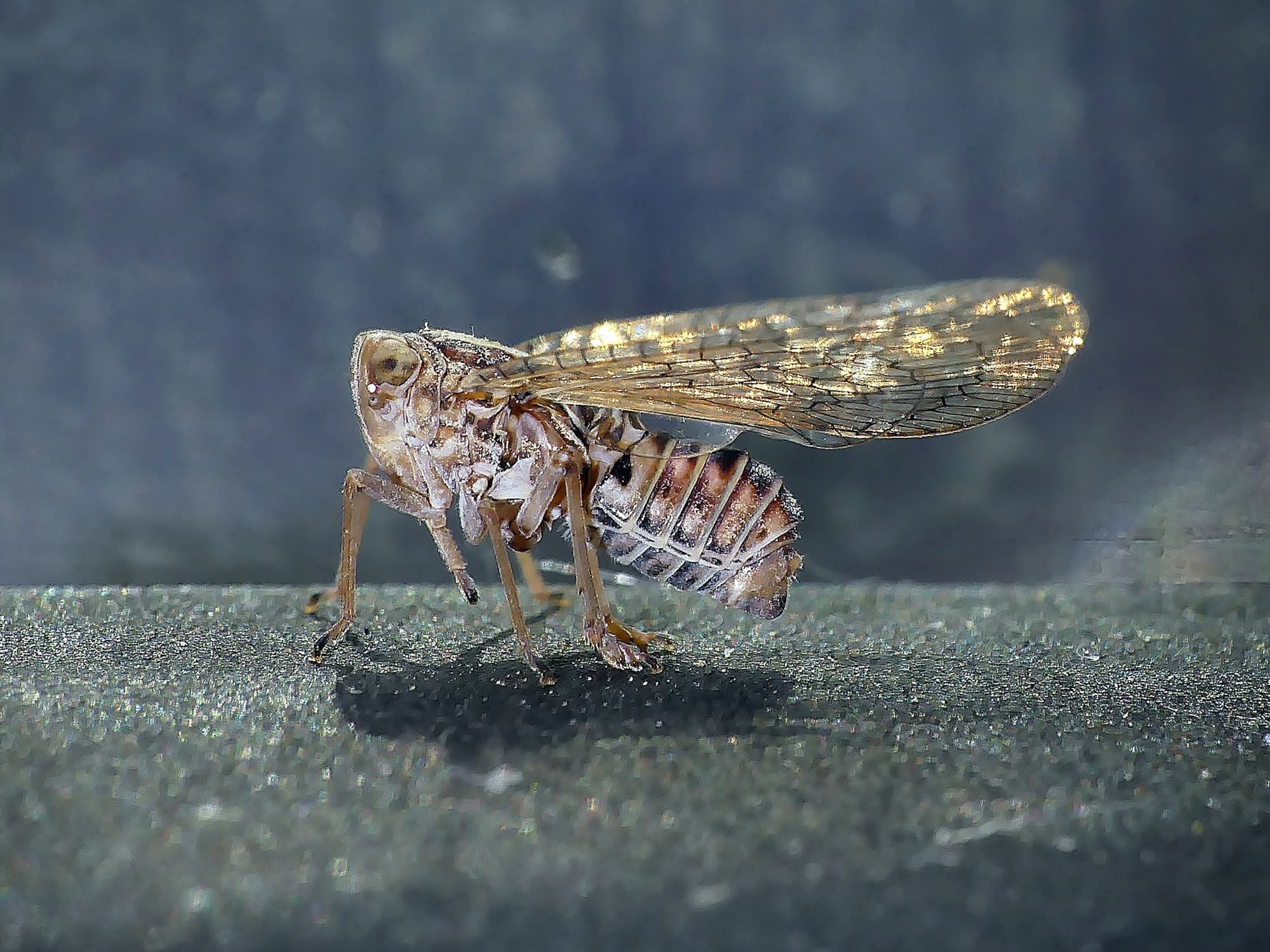 Salona panorpaepennis – Ausemade