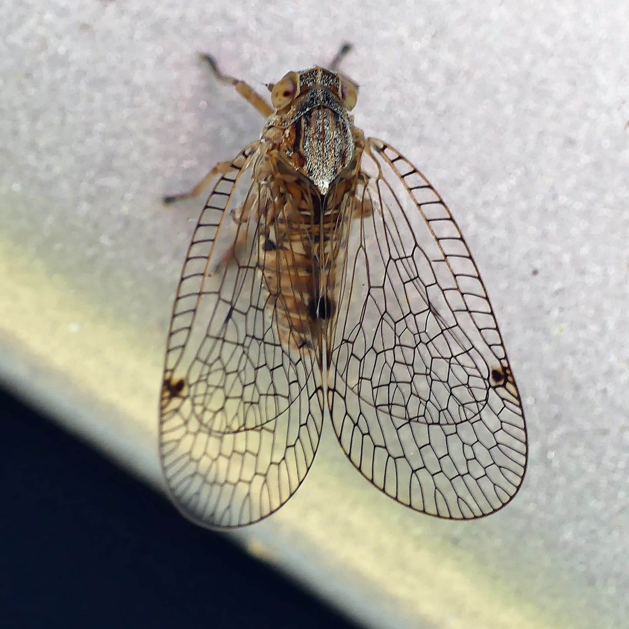 Salona panorpaepennis – Ausemade