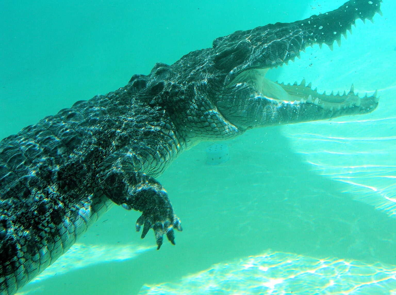 Australian Saltwater Crocodile – Ausemade
