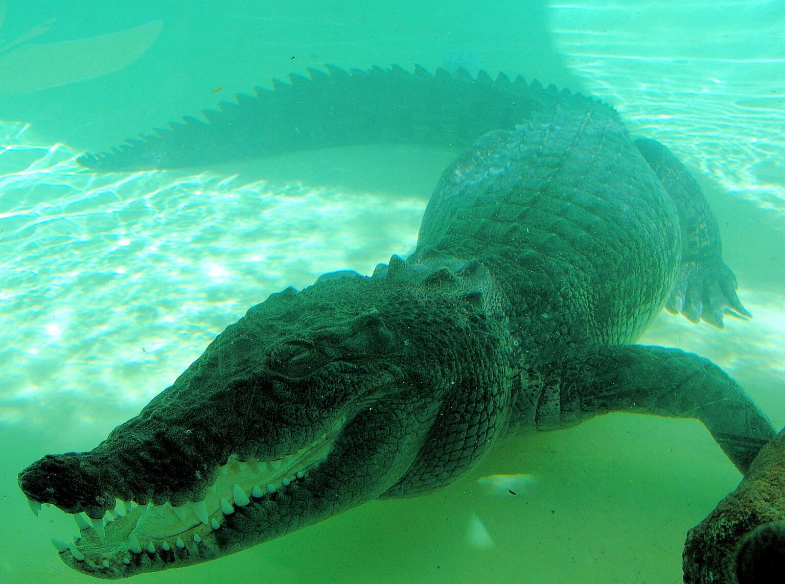 Australian Saltwater Crocodile – Ausemade