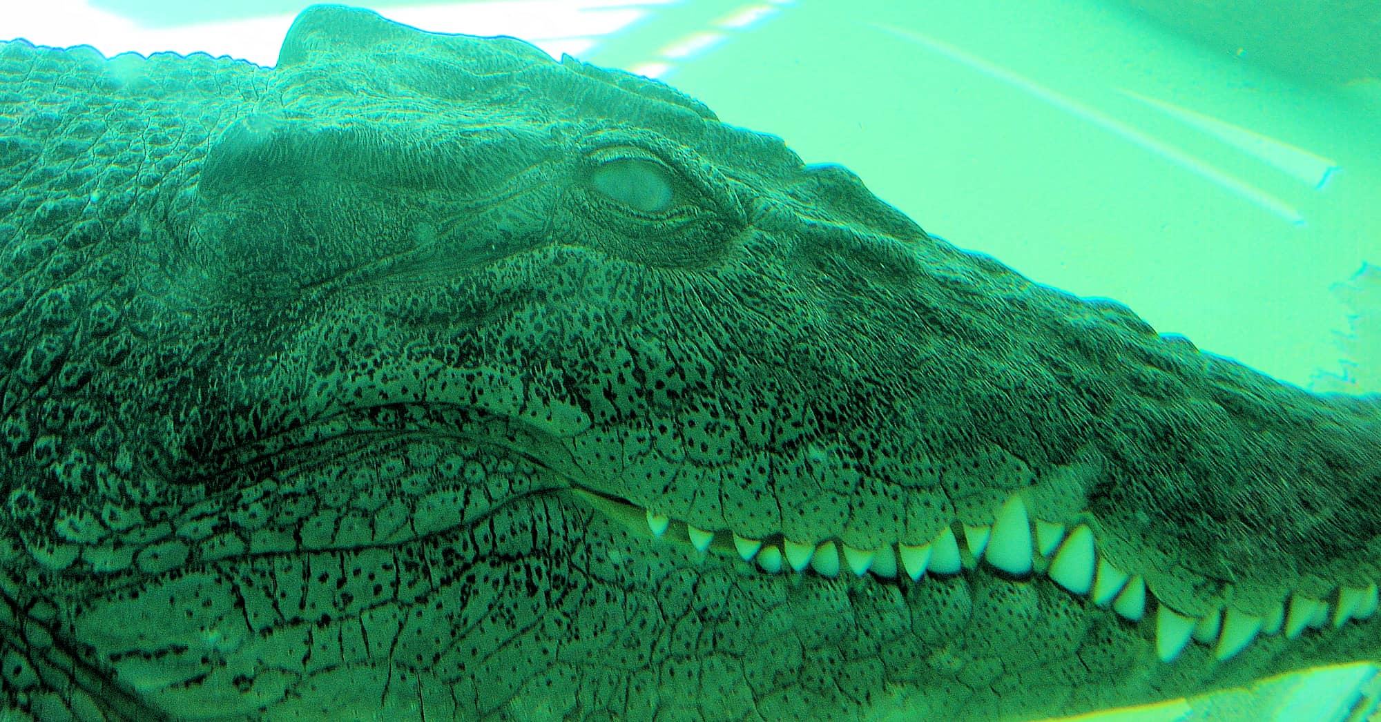 Australian Saltwater Crocodile – Ausemade