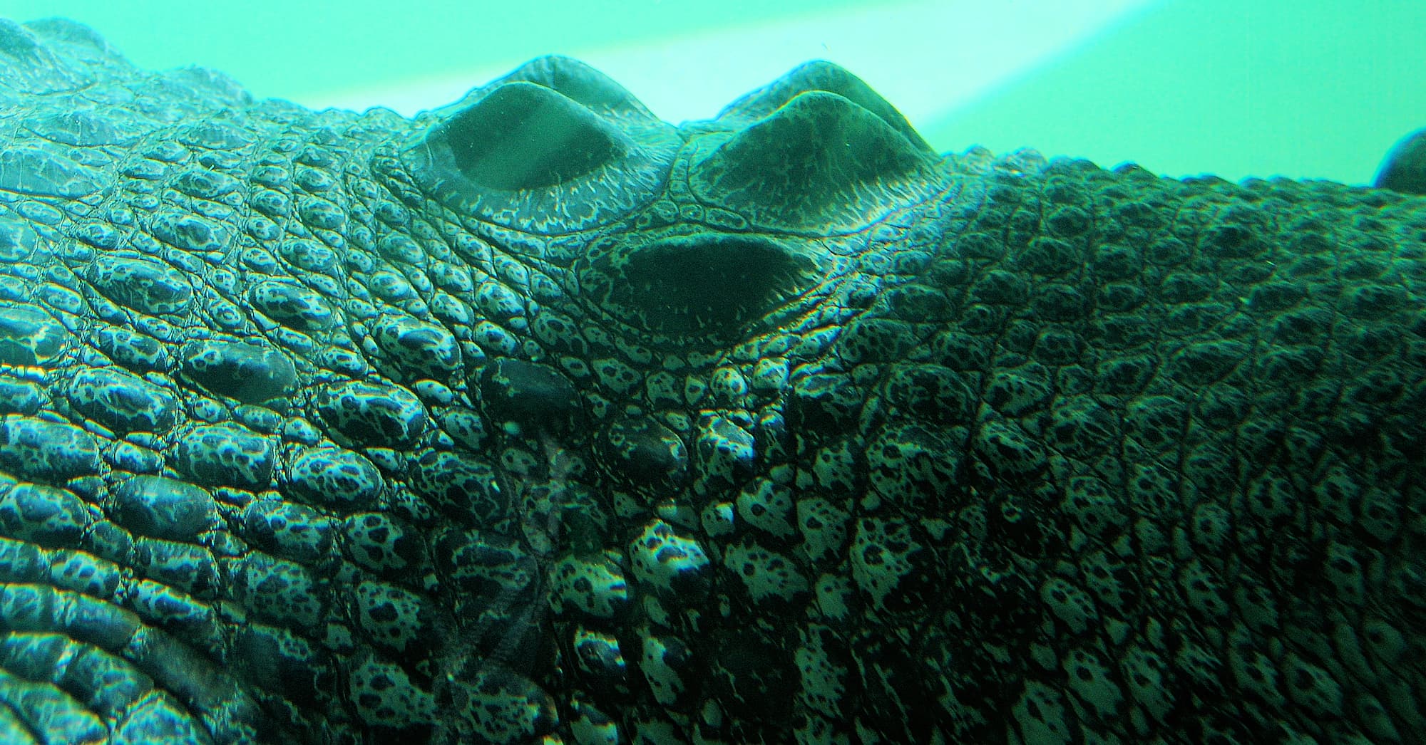 Australian Saltwater Crocodile – Ausemade