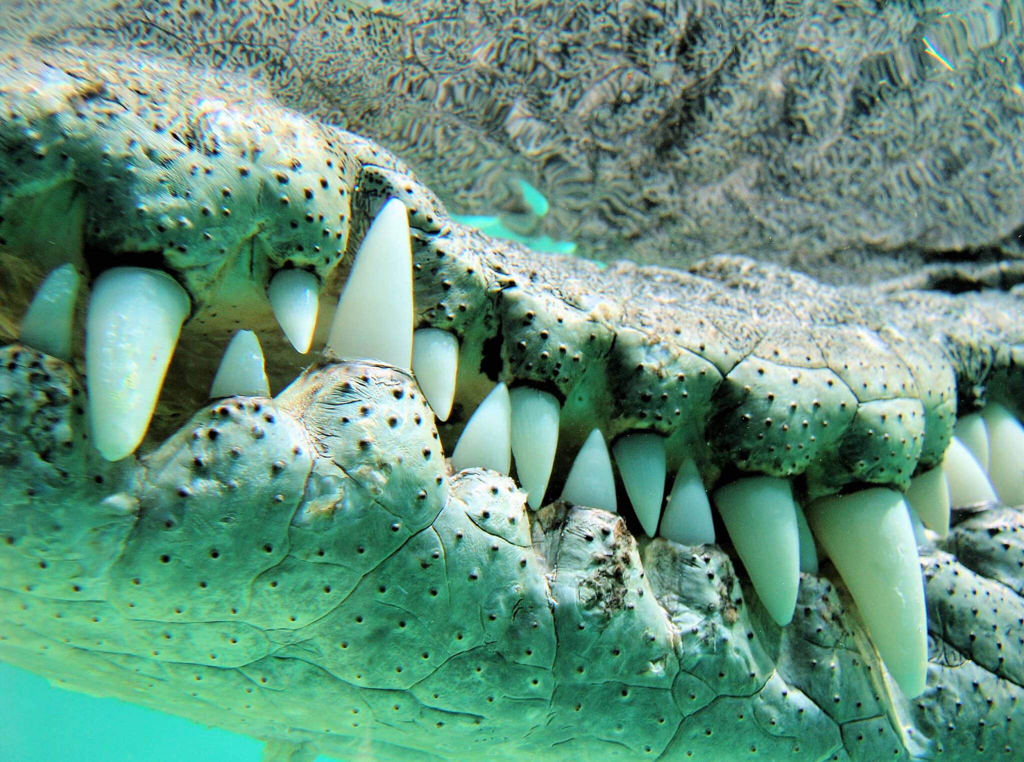 Australian Saltwater Crocodile – Ausemade