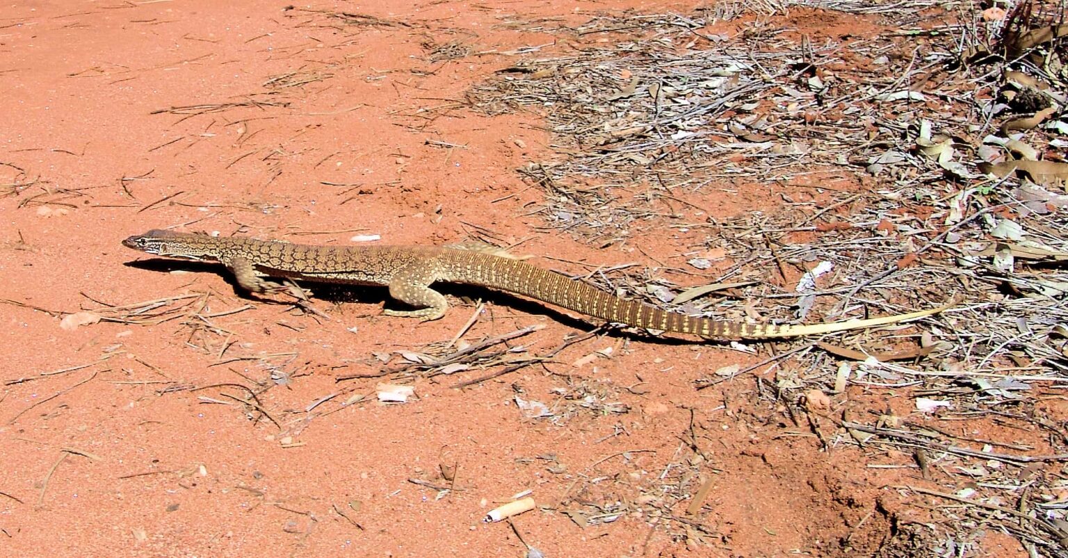 Sand Goanna – Ausemade