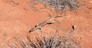 Sand Goanna – Ausemade