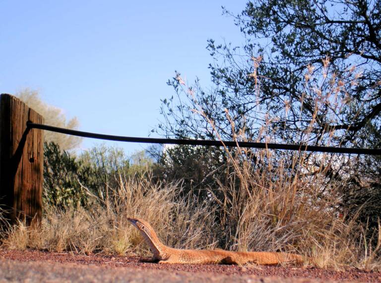 Fauna of Uluru-Kata Tjuta – Ausemade