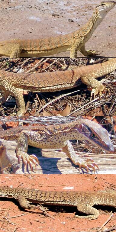 How the Perentie and Goanna got their Colours – Ausemade