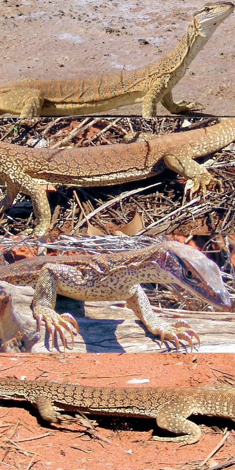 How the Perentie and Goanna got their Colours – Ausemade