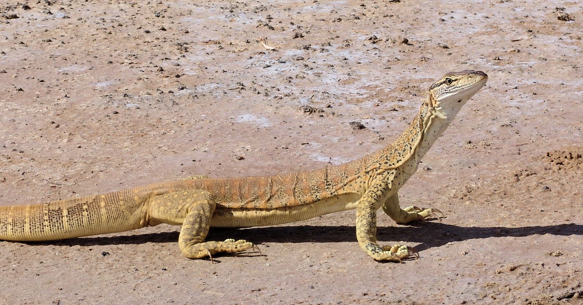 Reptiles – Ausemade