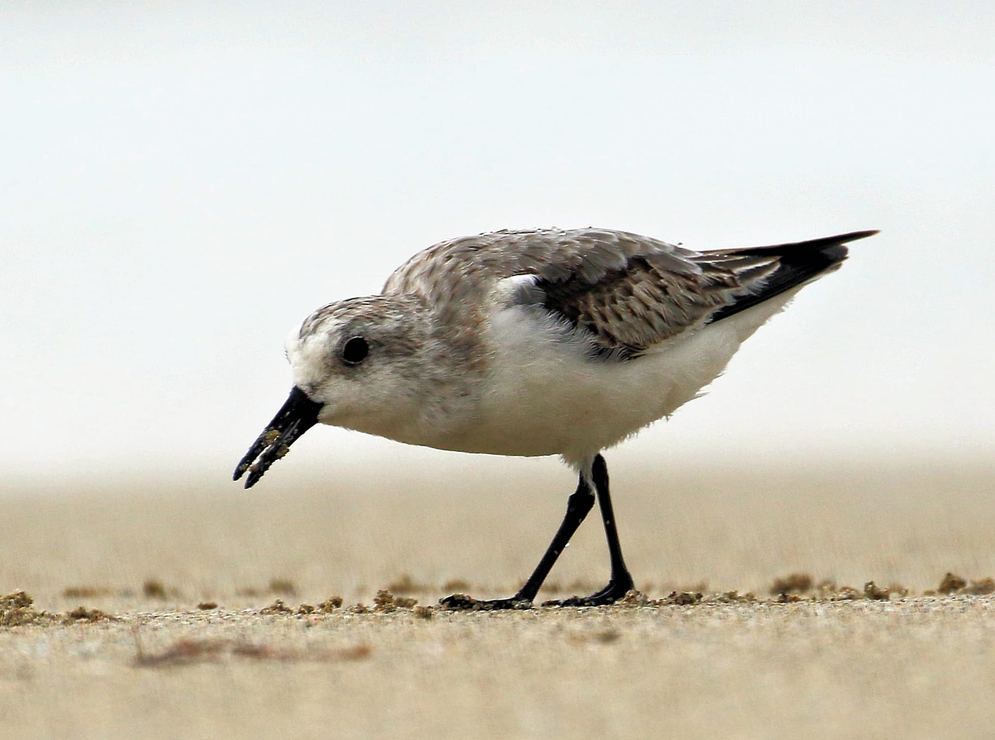 Sanderling – Ausemade