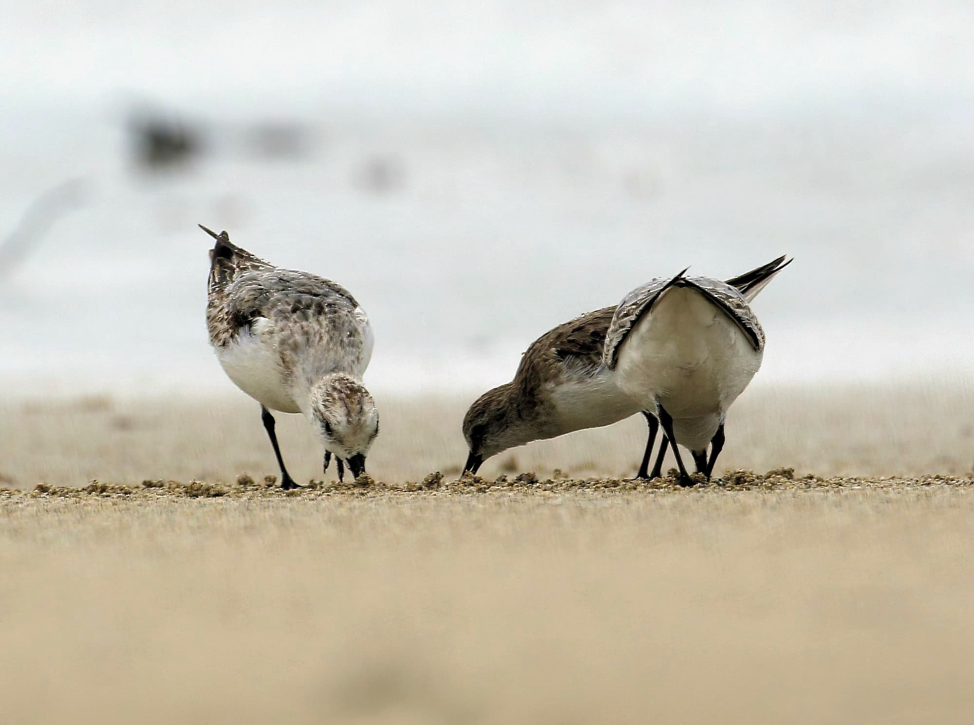 Sanderling – Ausemade
