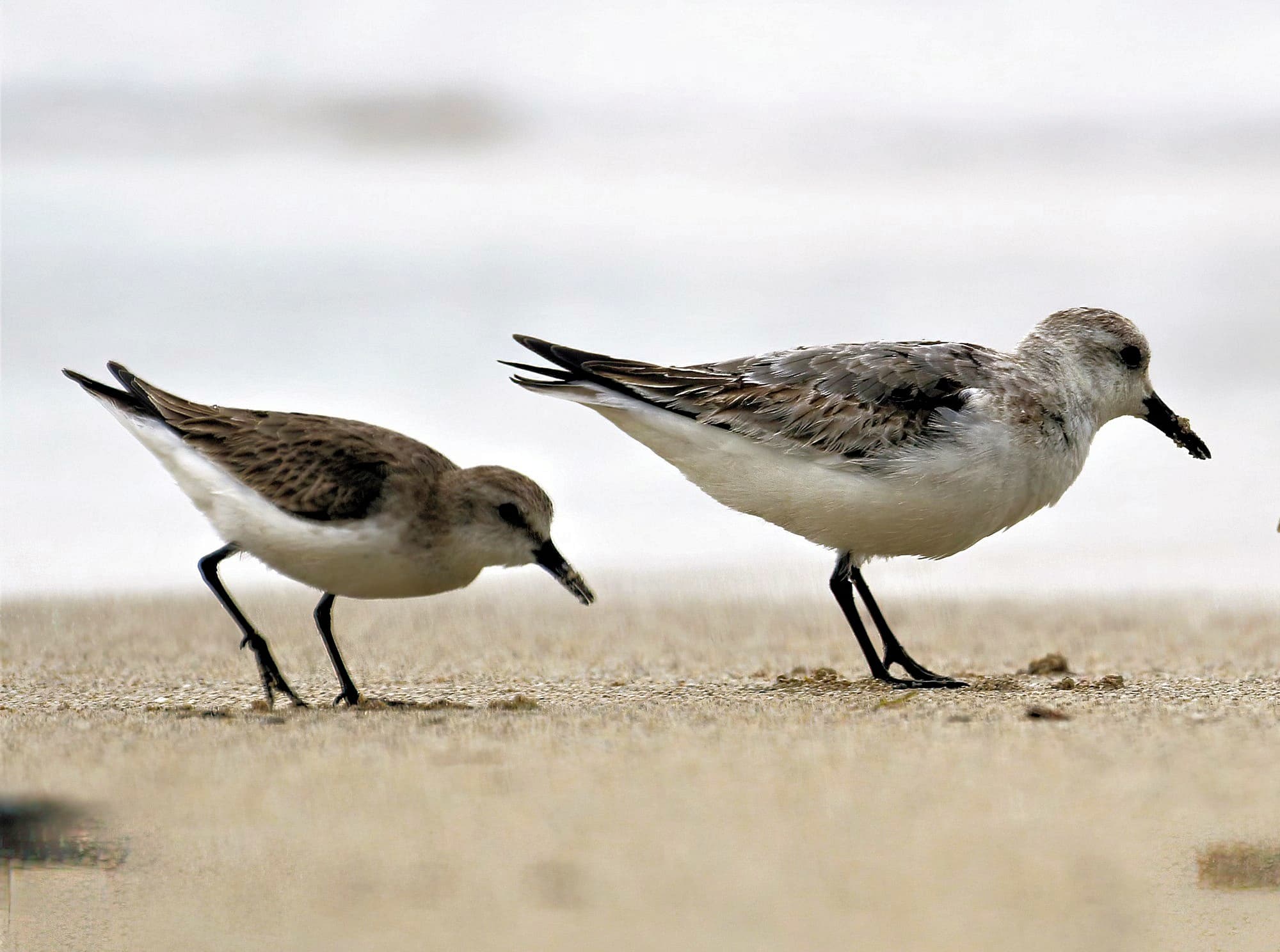 Sanderling – Ausemade