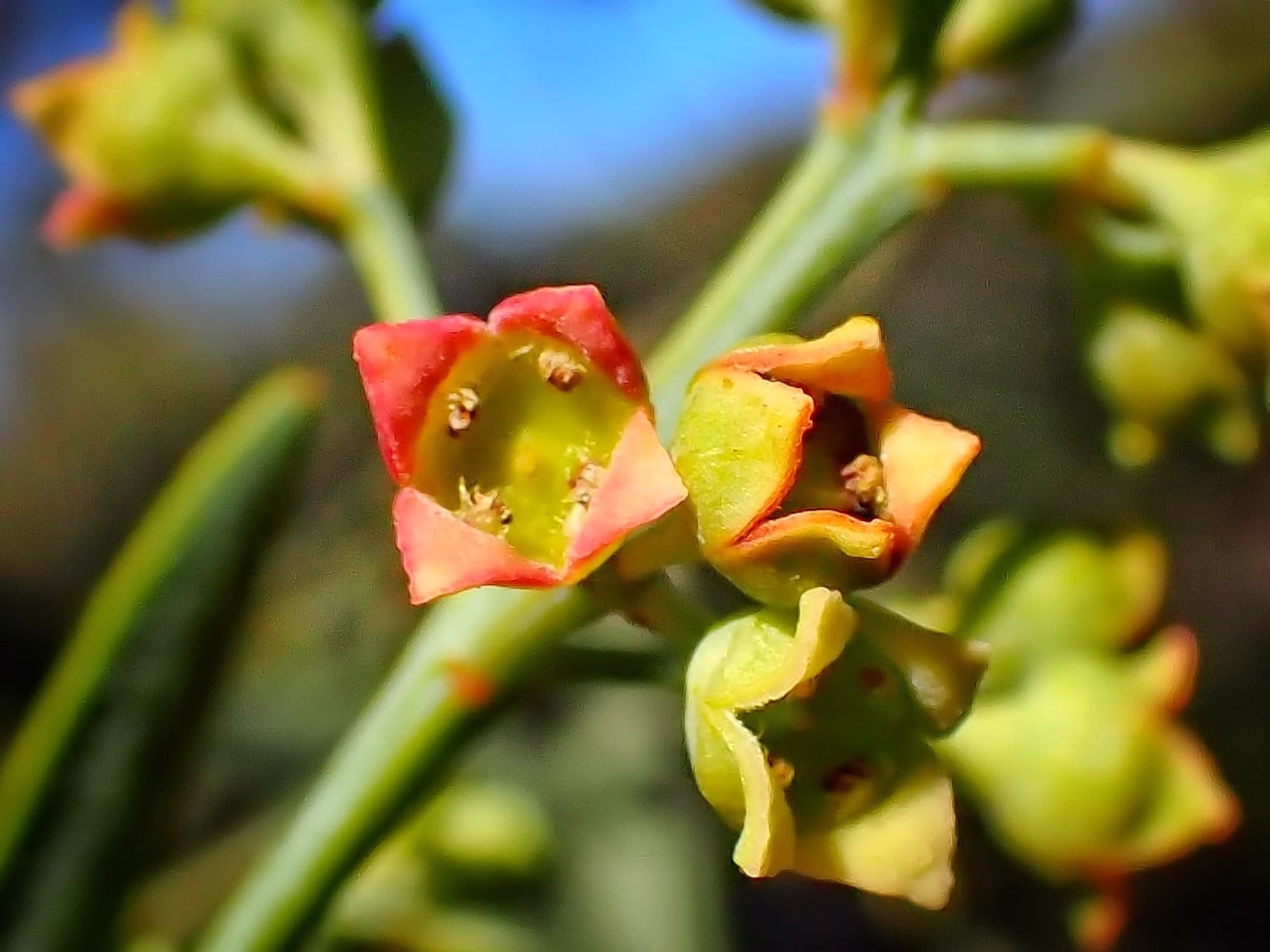 Santalum murrayanum (Bitter Quandong) – Ausemade