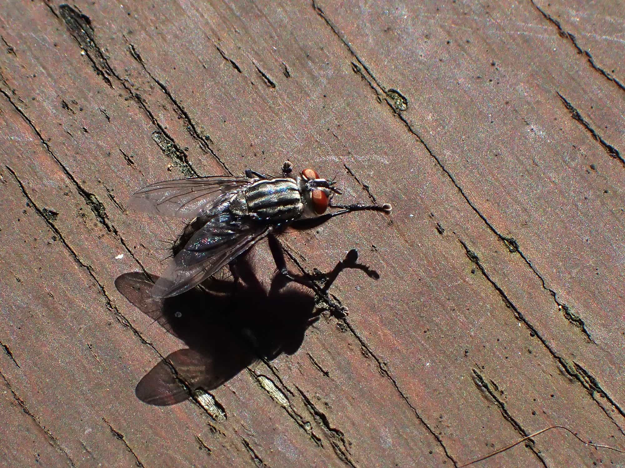 Diptera on our back deck – Ausemade