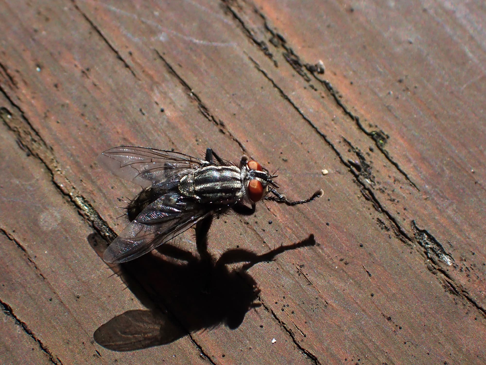 Diptera on our back deck – Ausemade