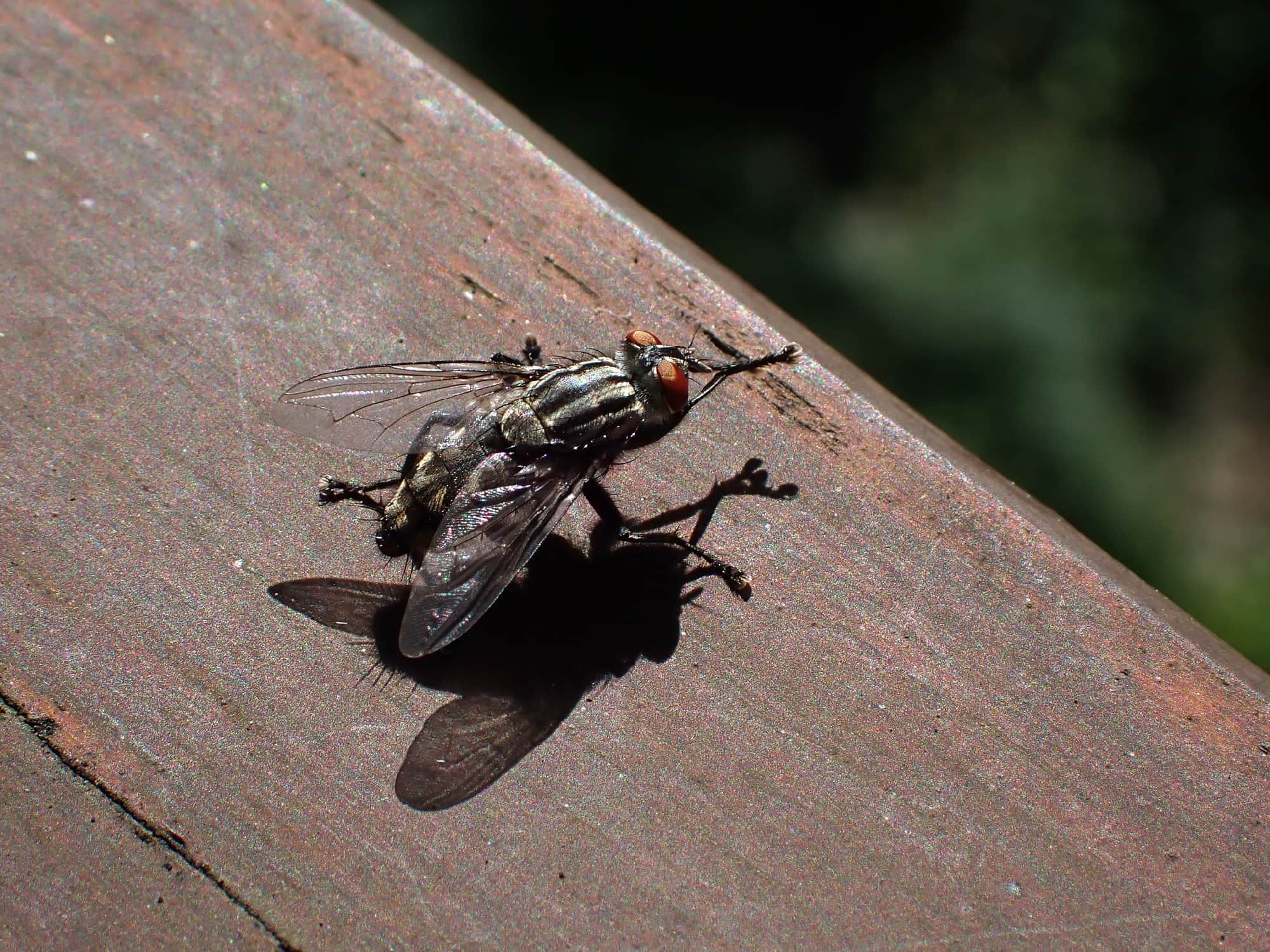 Diptera on our back deck – Ausemade