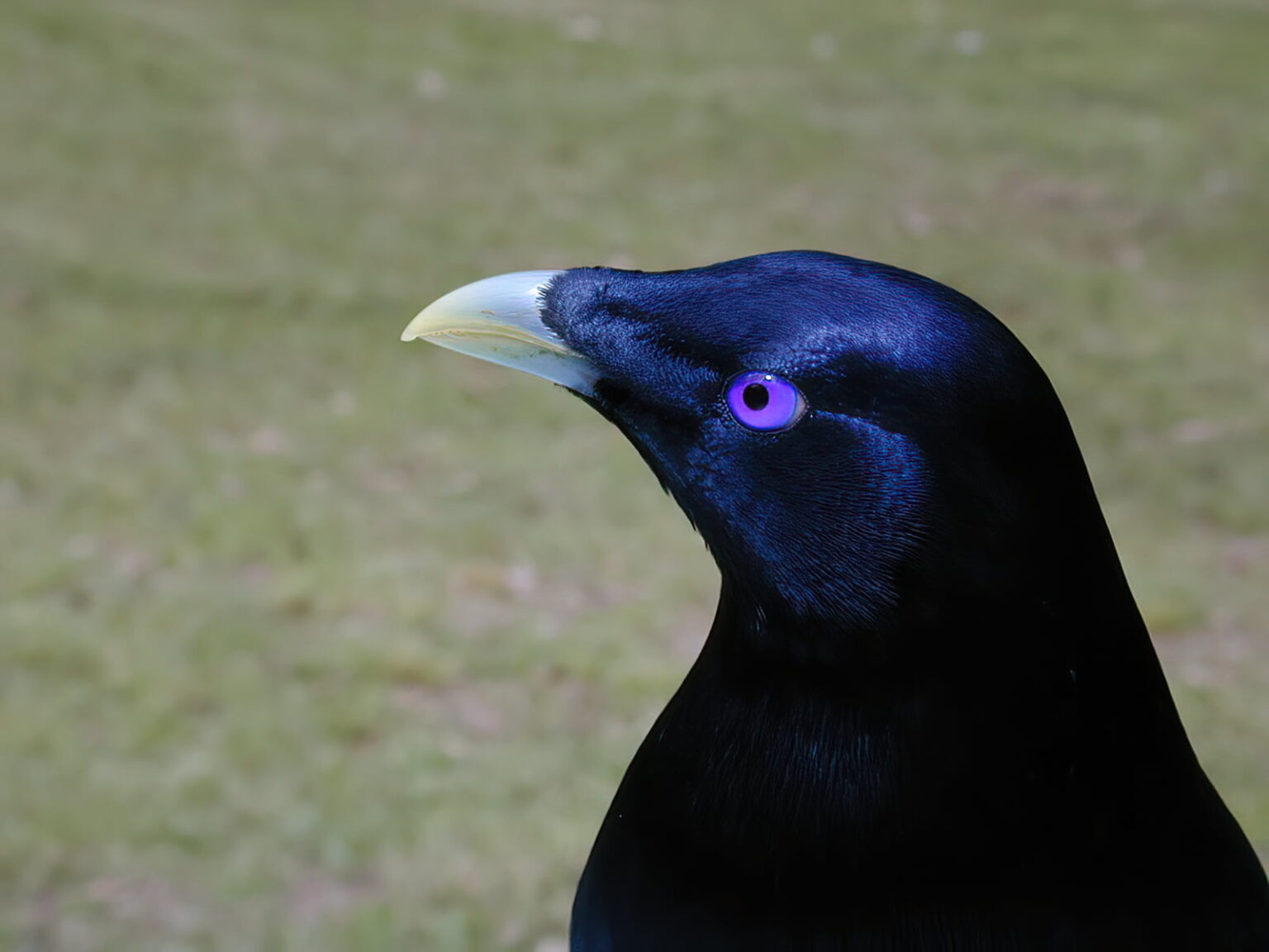 Queensland – Ausemade