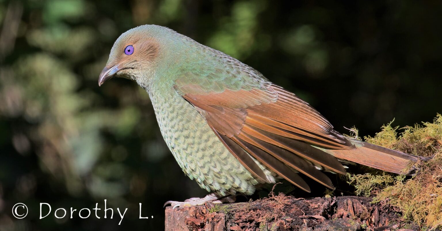 Satin Bowerbird – Ausemade