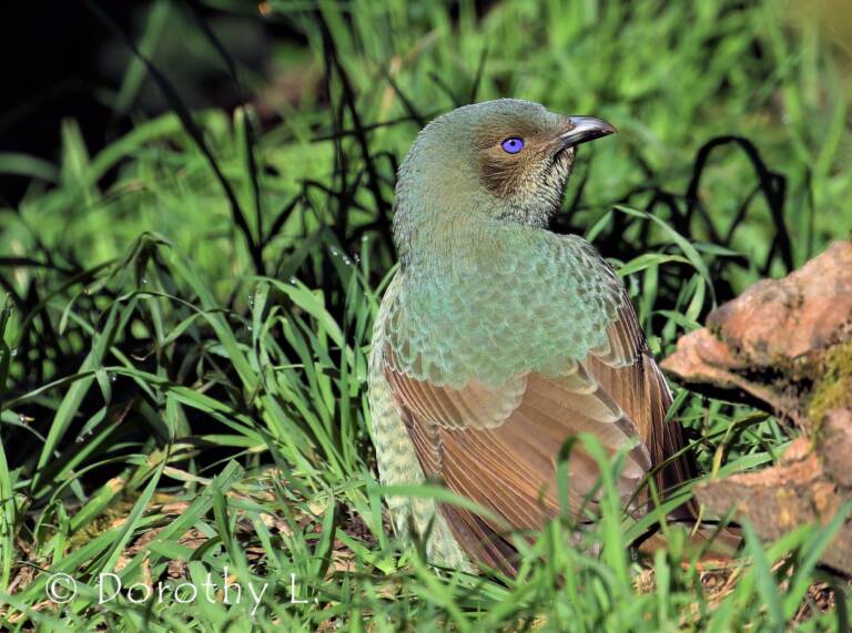 Satin Bowerbird – Ausemade