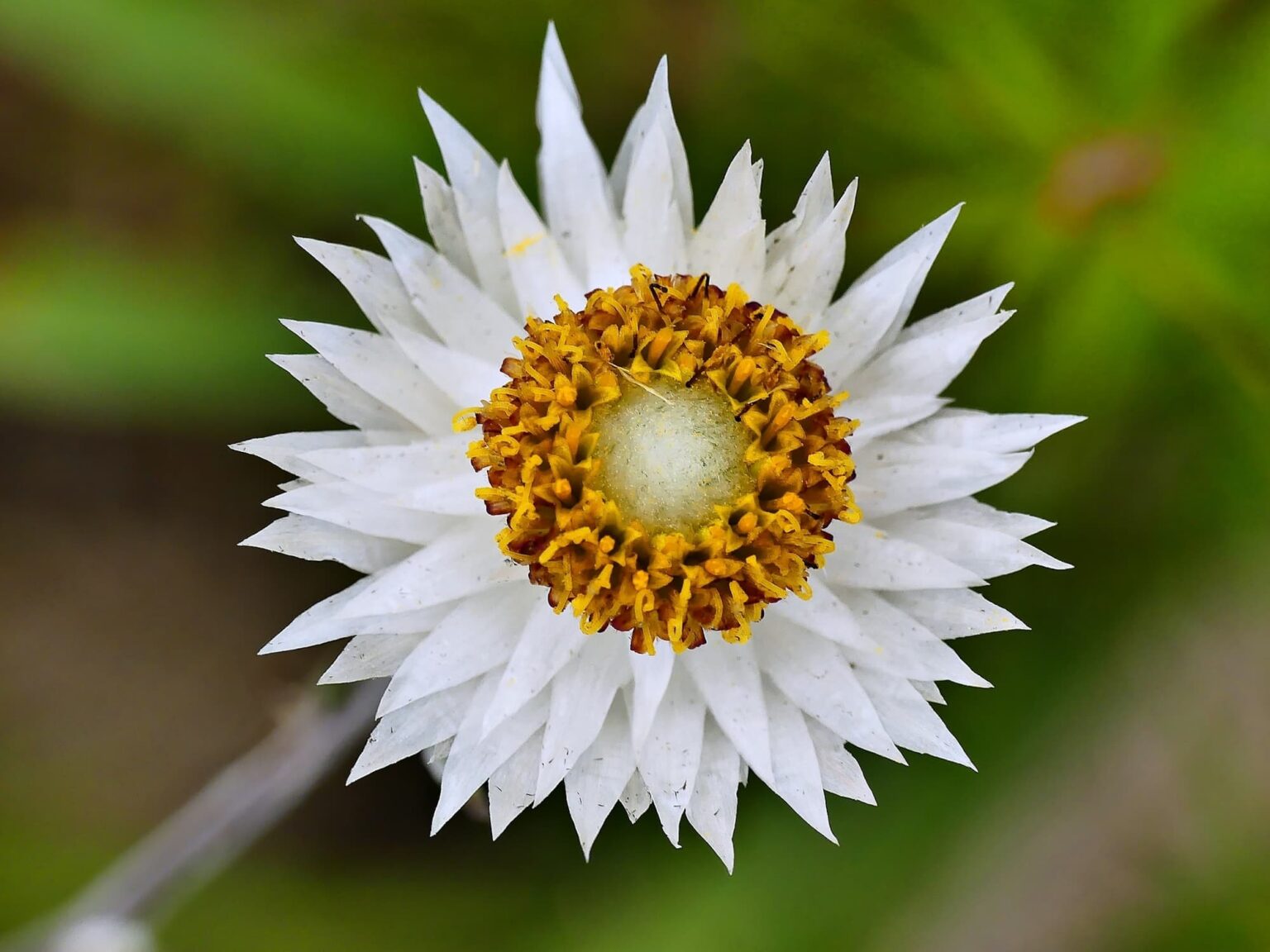 South Australia Flora – Ausemade