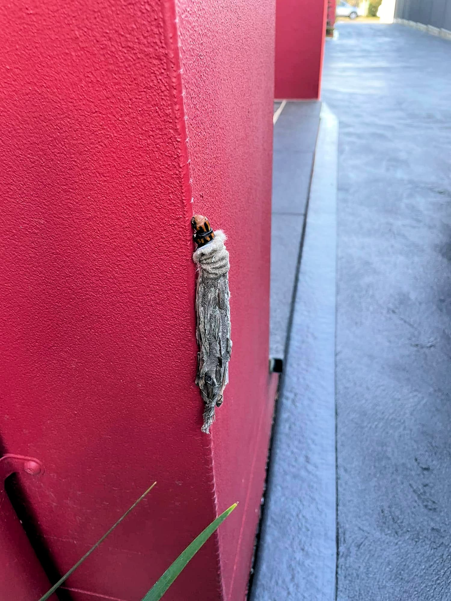 Metura elongatus (Saunders’ Case Moth) – Ausemade