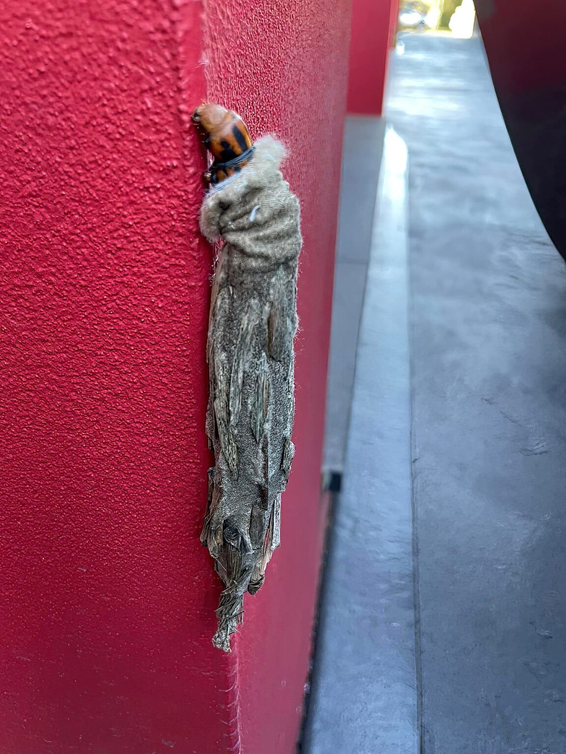 Metura elongatus (Saunders’ Case Moth) – Ausemade