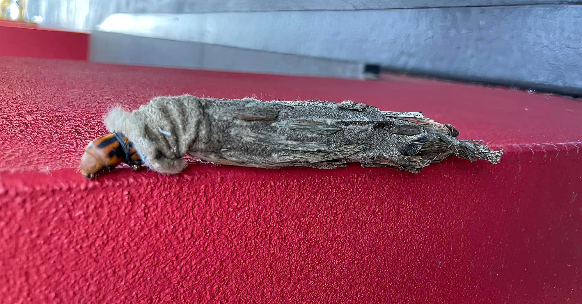 Sydney Fauna – Ausemade