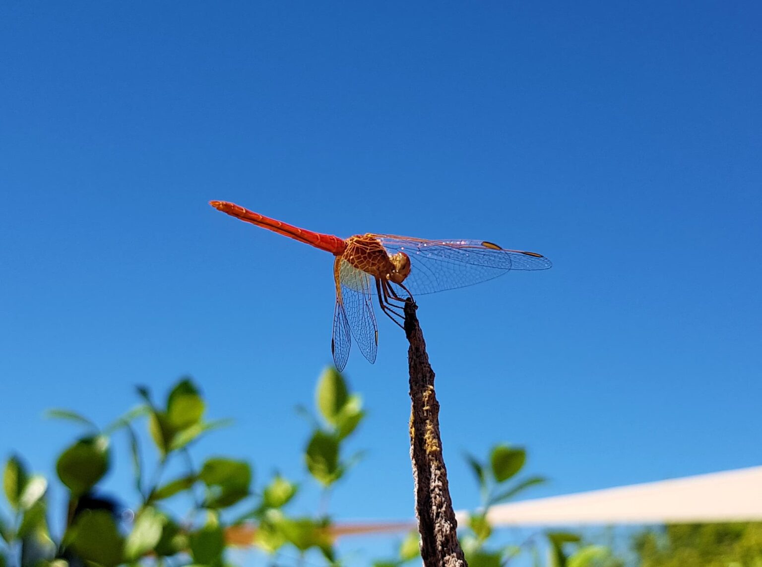 Diplacodes haematodes – Ausemade