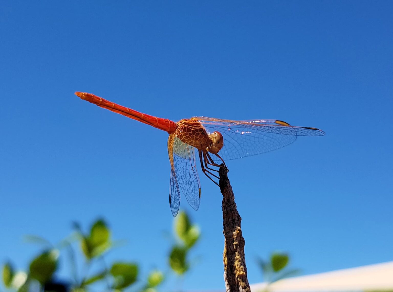 Diplacodes haematodes – Ausemade