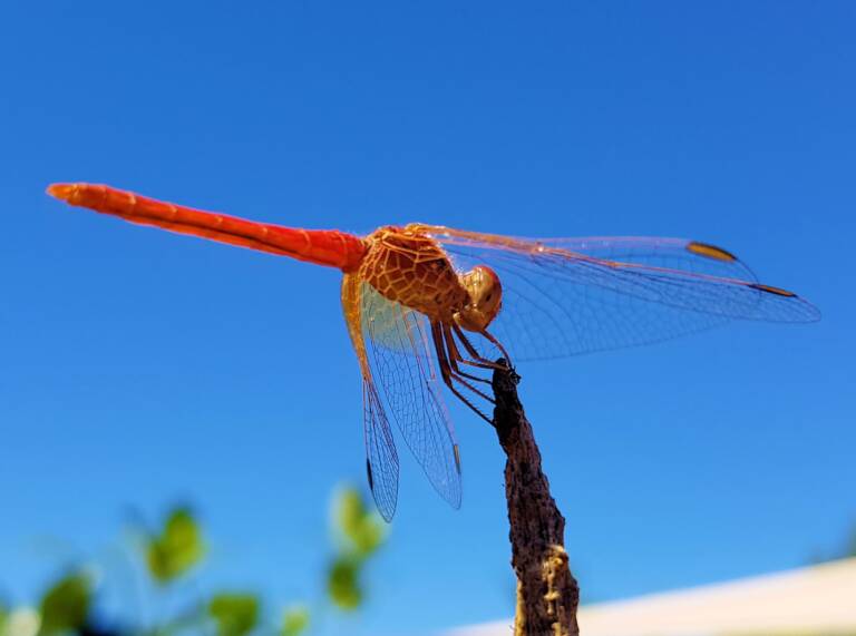 Sex Lives and Dragonflies – Ausemade