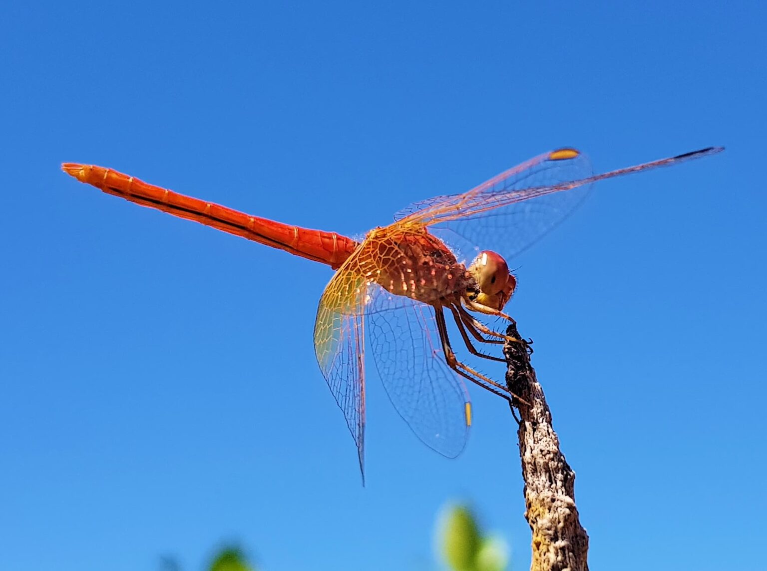 Diplacodes haematodes – Ausemade