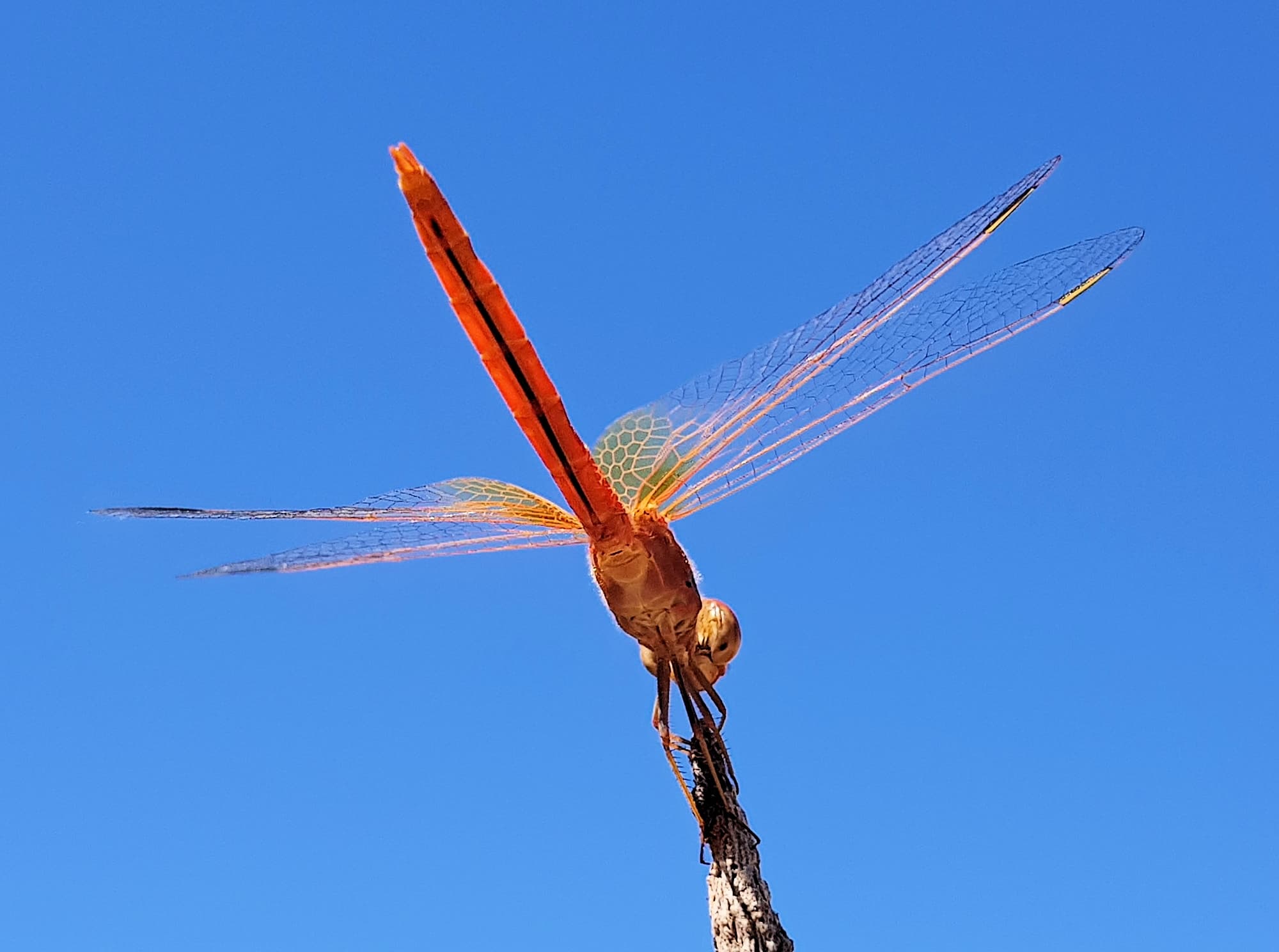 Diplacodes haematodes – Ausemade