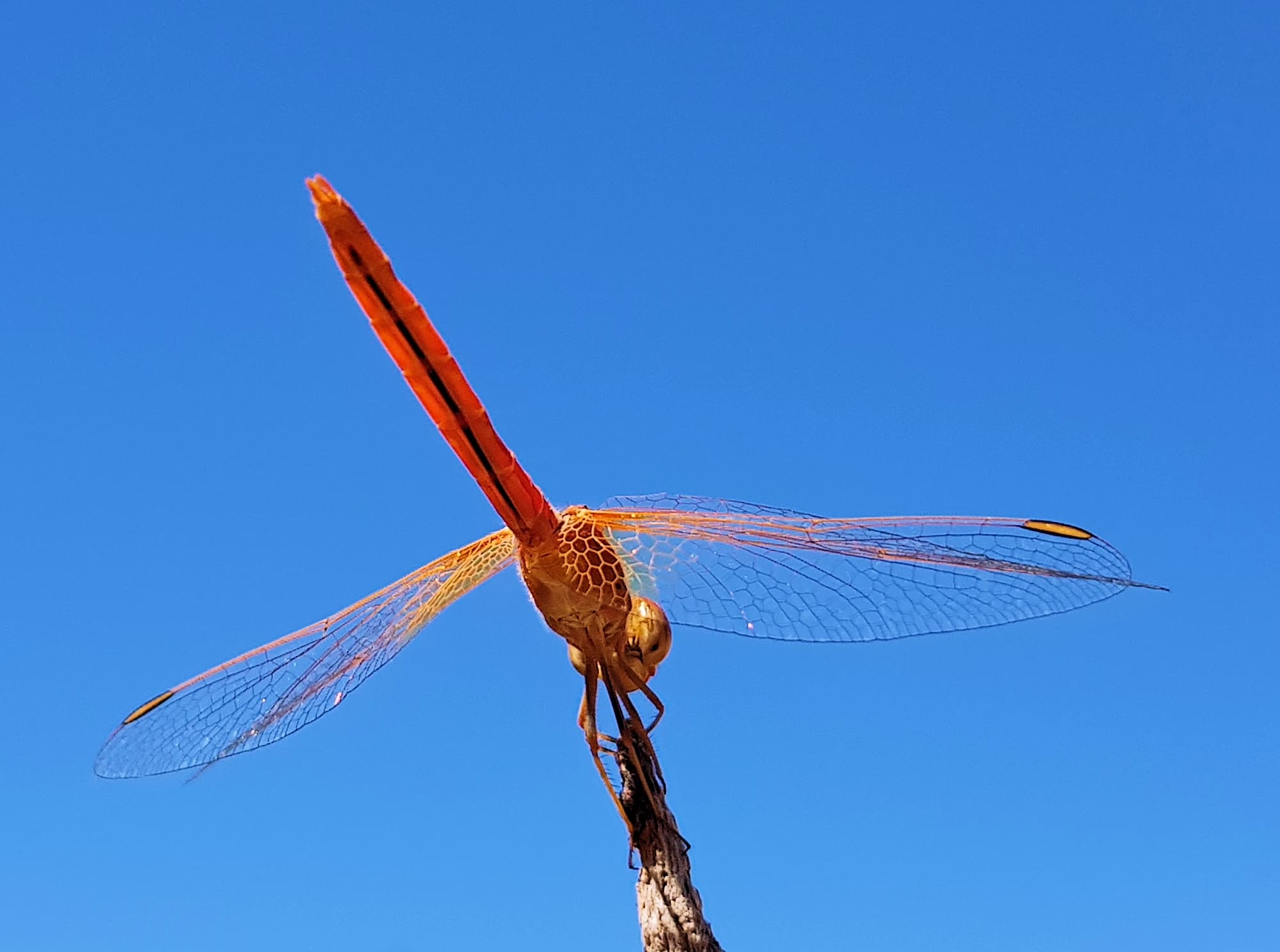 Diplacodes haematodes – Ausemade