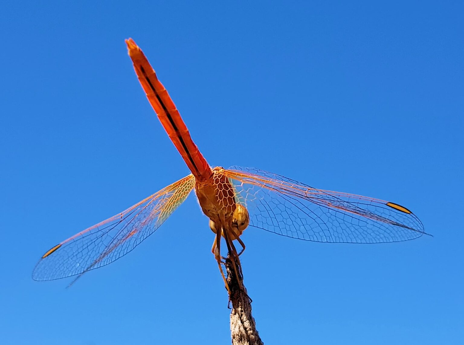 Insects – Ausemade