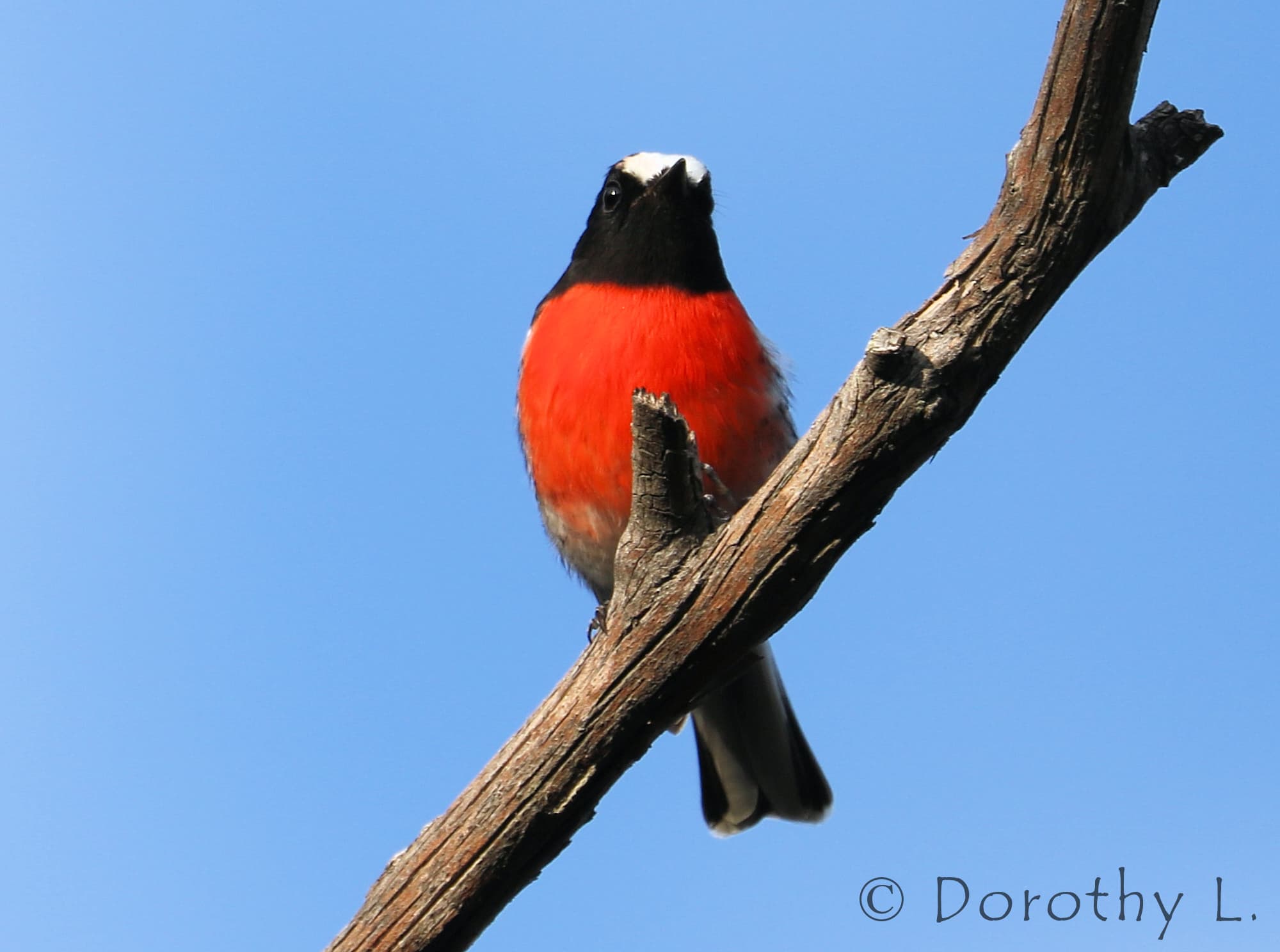 Scarlet Robin – Ausemade