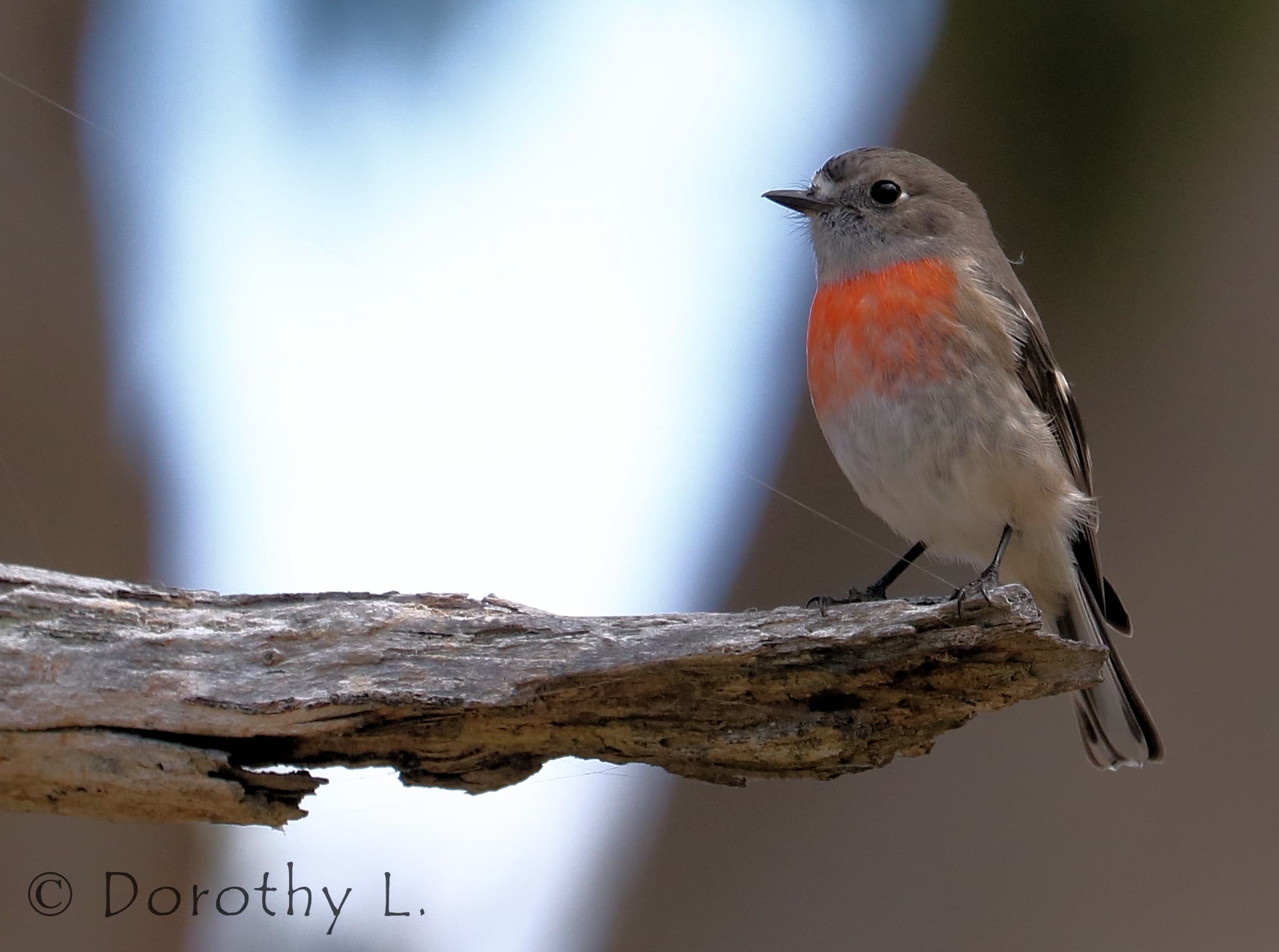 Australasian Robins Index – Ausemade