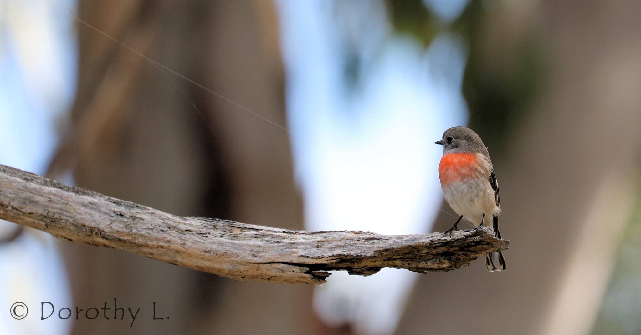 Australasian Robins – Ausemade