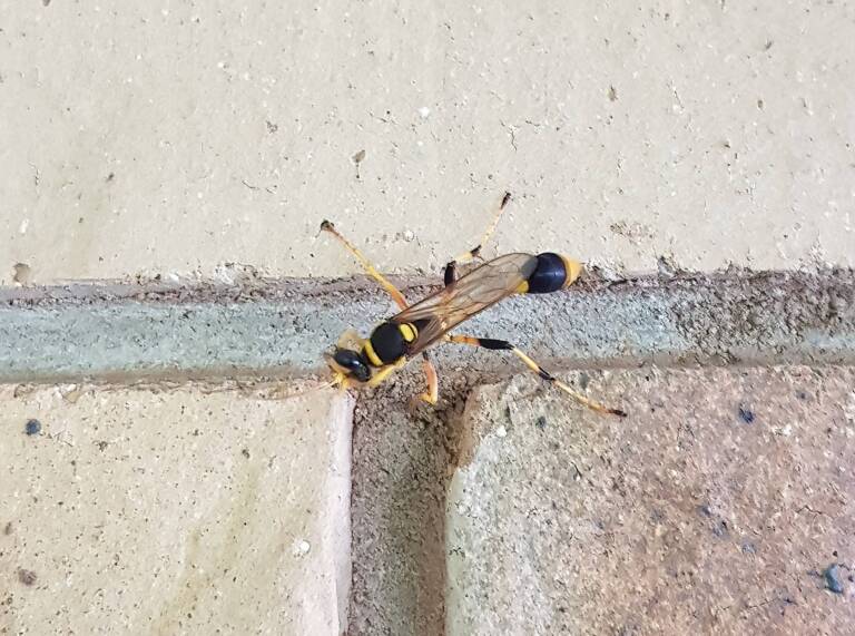 Sceliphron laetum – Ausemade