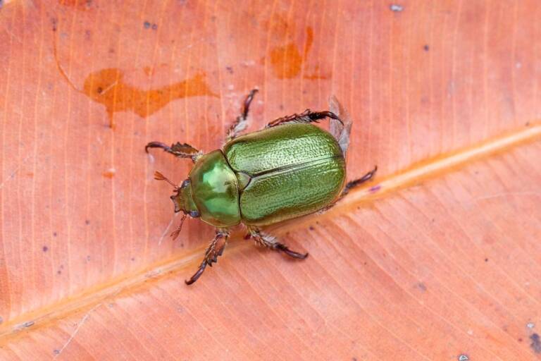 Schizognathus compressicornis – Ausemade