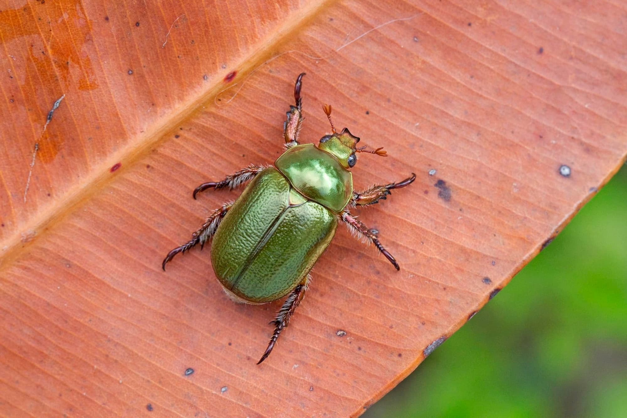 Christmas Beetles – Ausemade