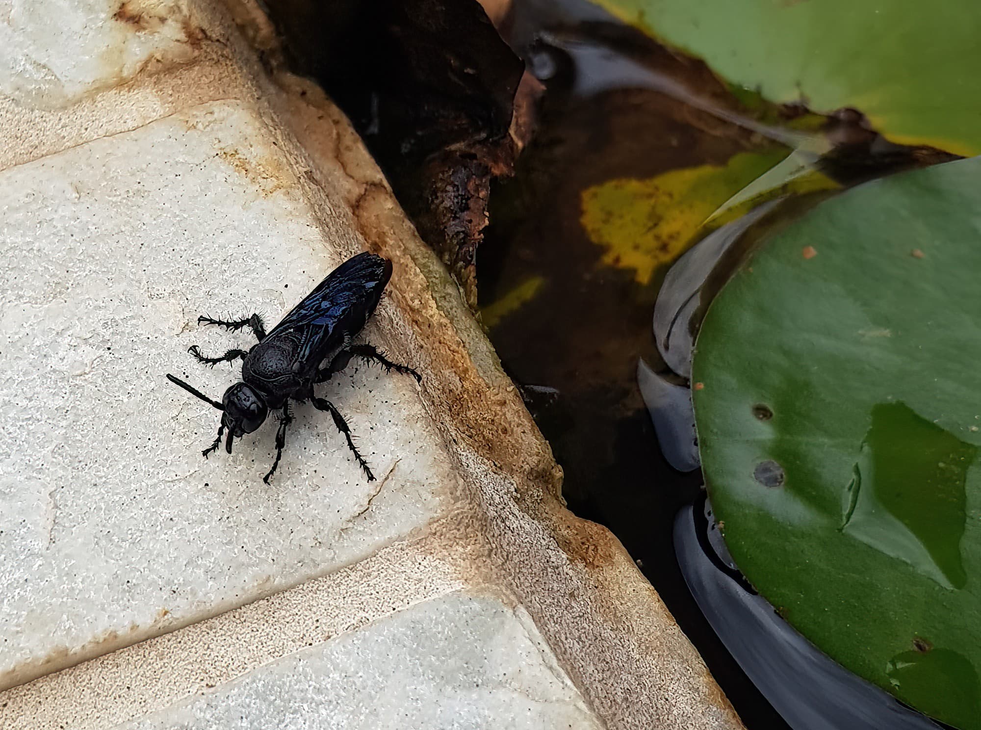 Blue Hairy Flower Wasp – Ausemade