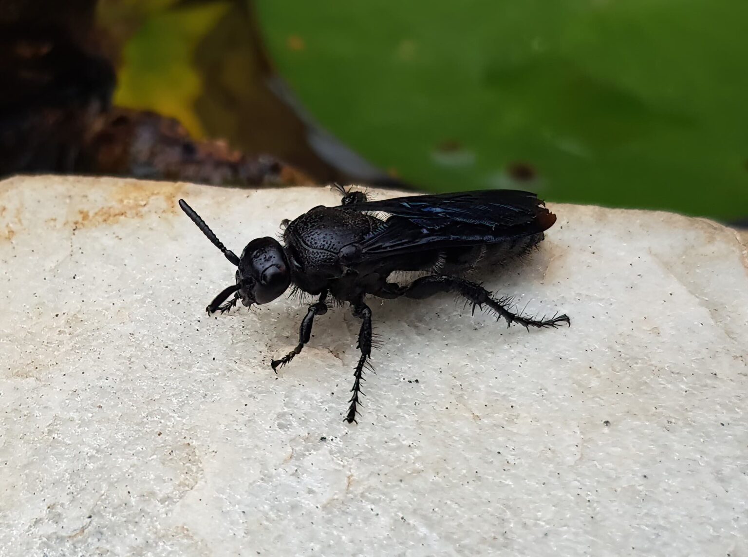 Blue Hairy Flower Wasp – Ausemade
