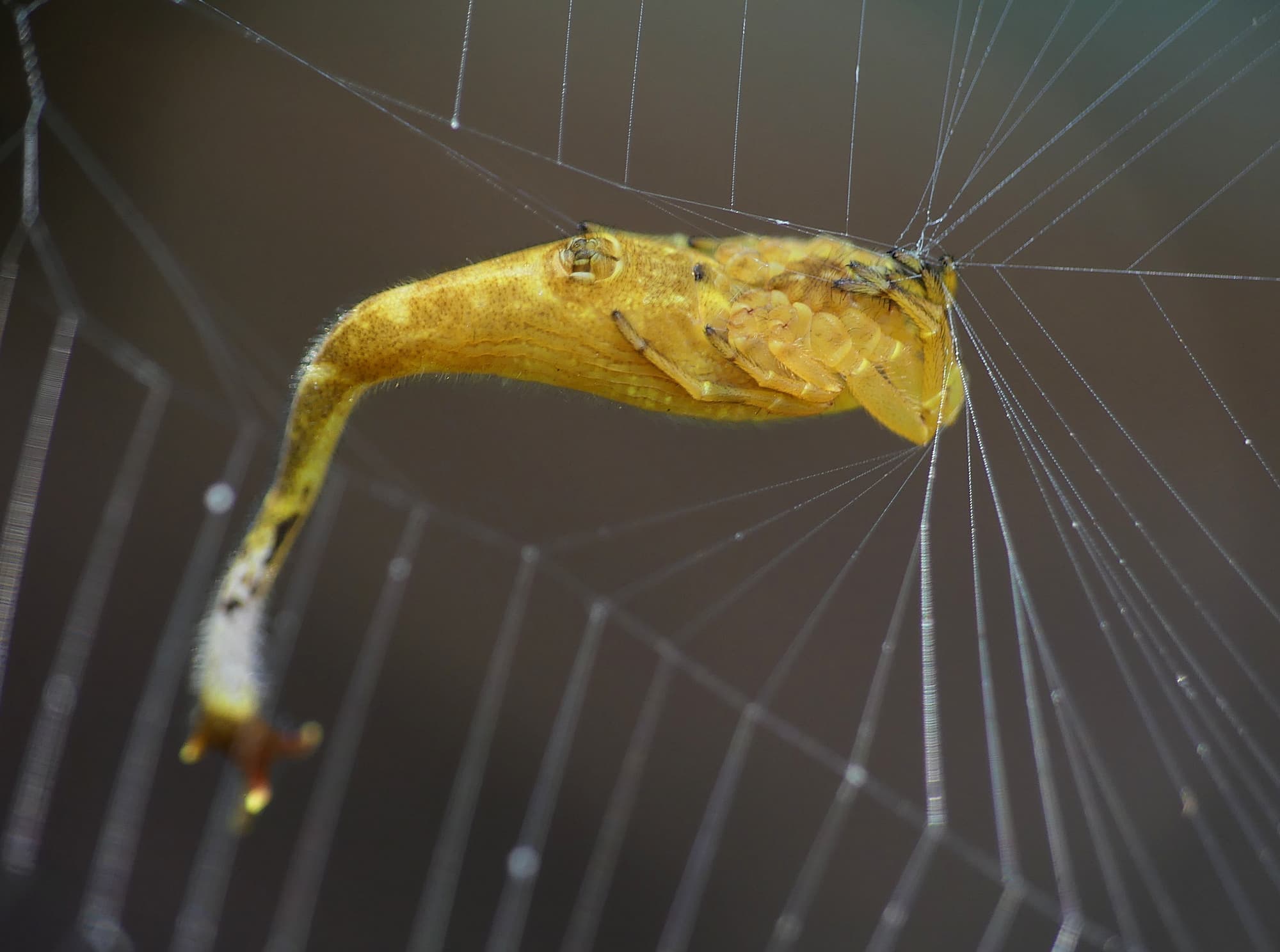 The Spider and the Web – Ausemade