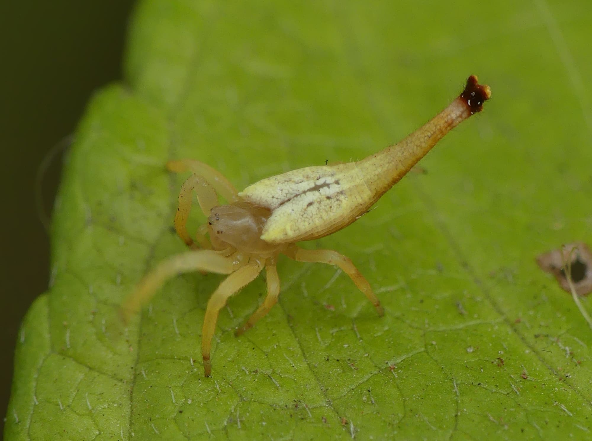 Scorpion-tailed Spider (Arachnura higginsi) – Ausemade
