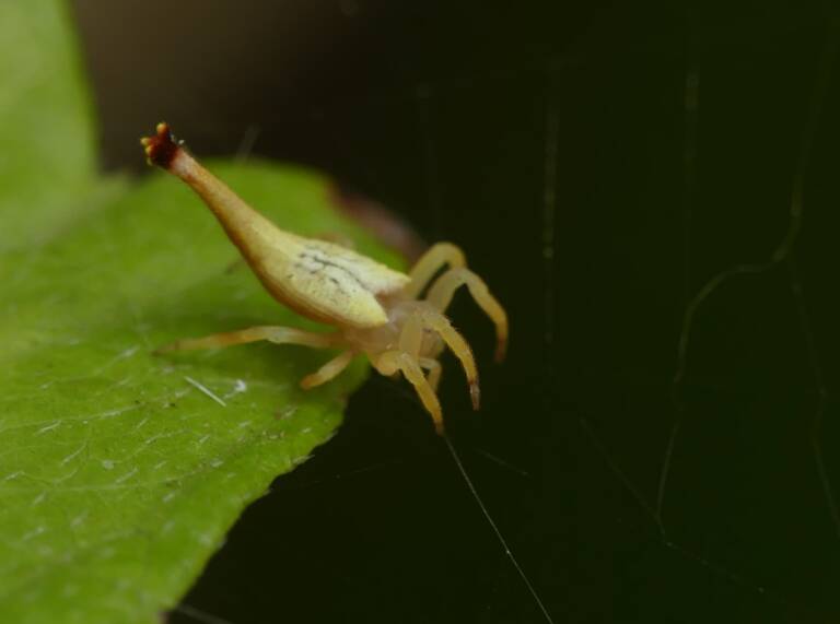 Scorpion-tailed Spider (Arachnura higginsi) – Ausemade