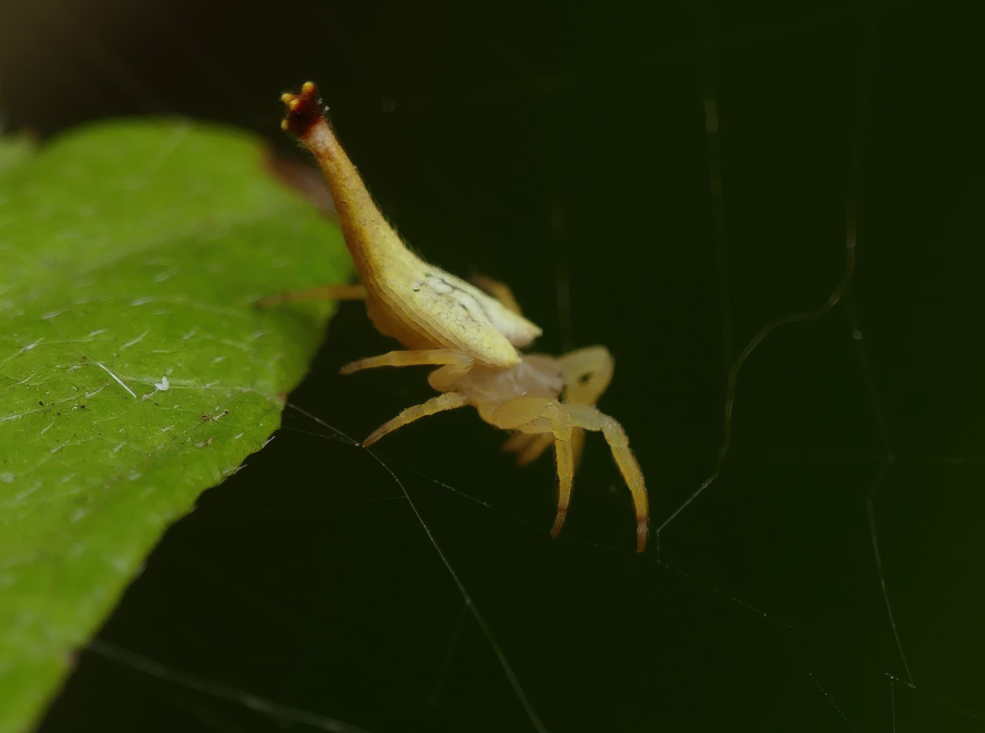 Scorpion-tailed Spider (Arachnura higginsi) – Ausemade