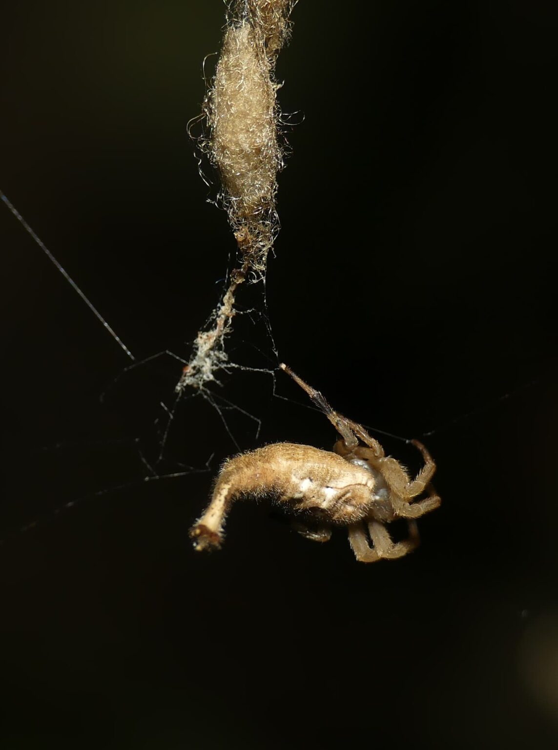 Scorpion-tailed Spider (Arachnura higginsi) – Ausemade