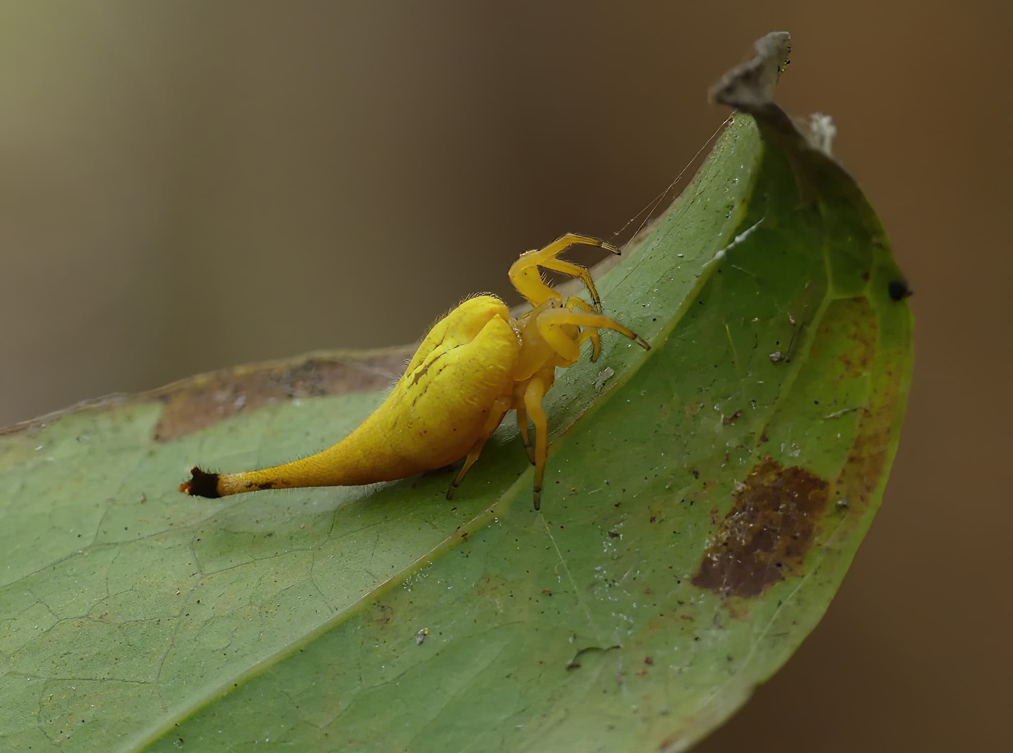 Scorpion-tailed Spider (Arachnura higginsi) – Ausemade